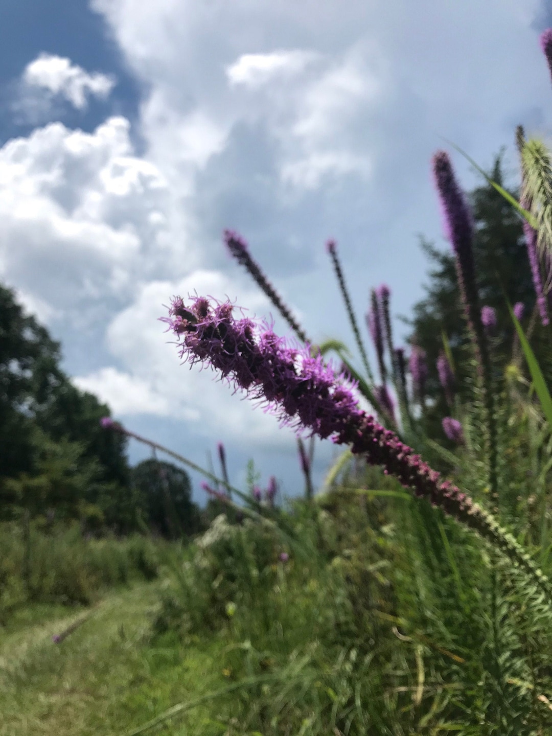 200+ Seeds, Prairie Blazing Star Seeds, Prairie Gayfeather Seeds ...