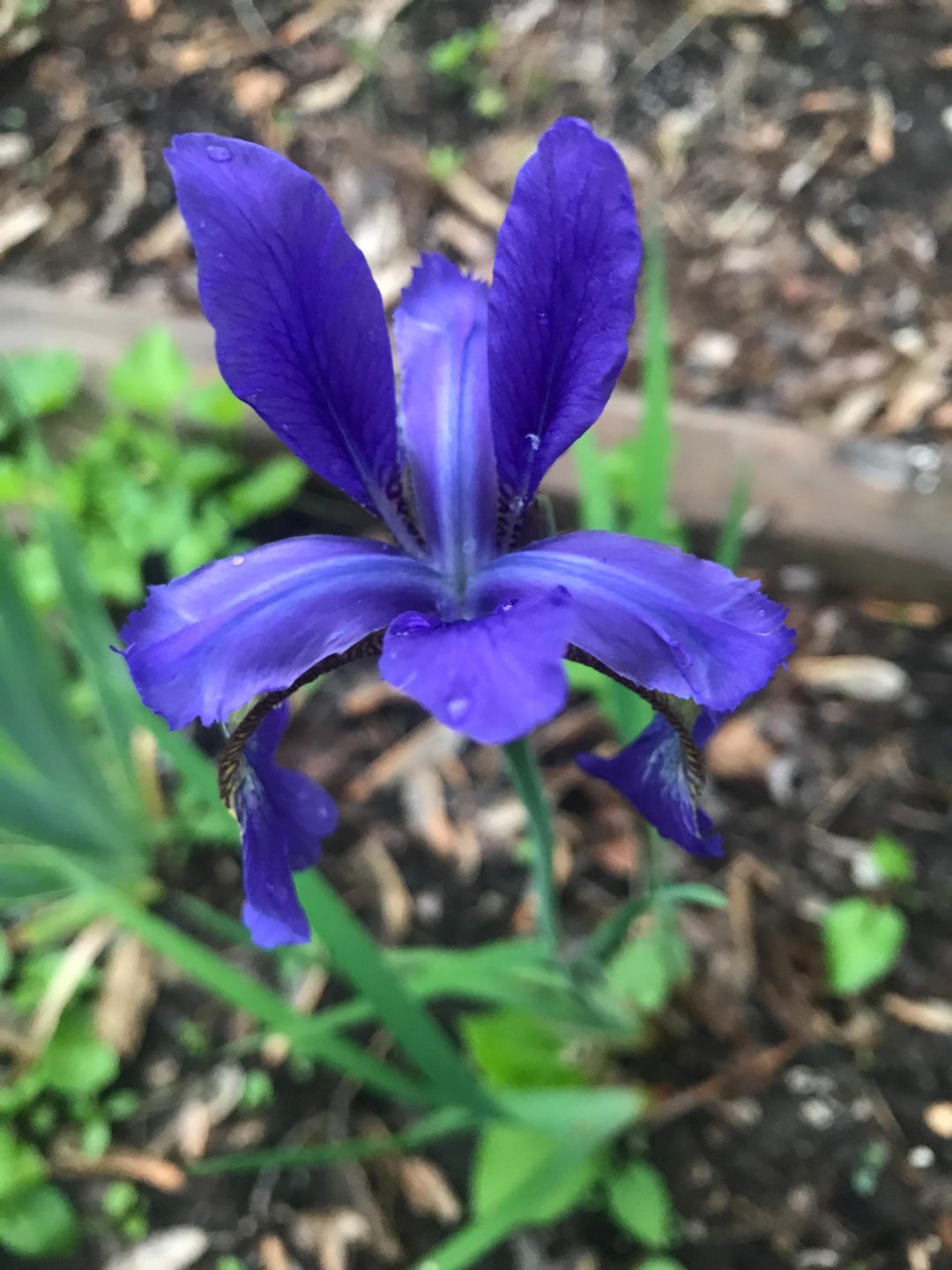 2 Bare Root Northern Blue Flag Iris,bare Root Iris Versicolor, 1 Year ...