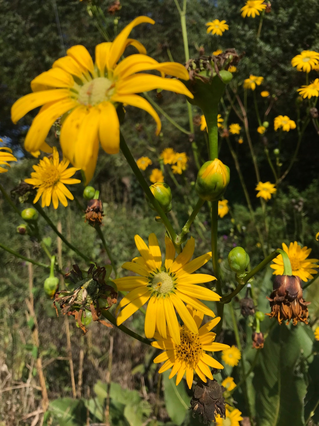 100+ Seeds, Prairie Dock Seed, Prairie Rosinweed Seeds, Silphium ...