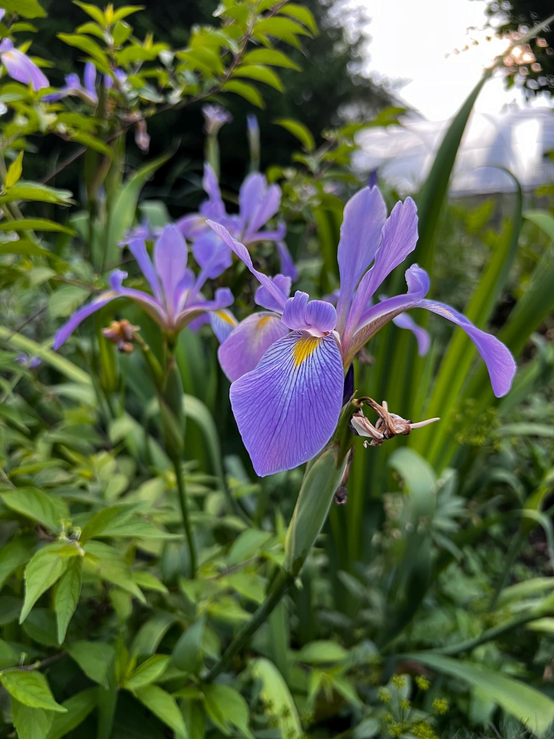 2 Bare Root Southern Blue Flag Iris, Bare Root Virginia Iris, Bare Root ...