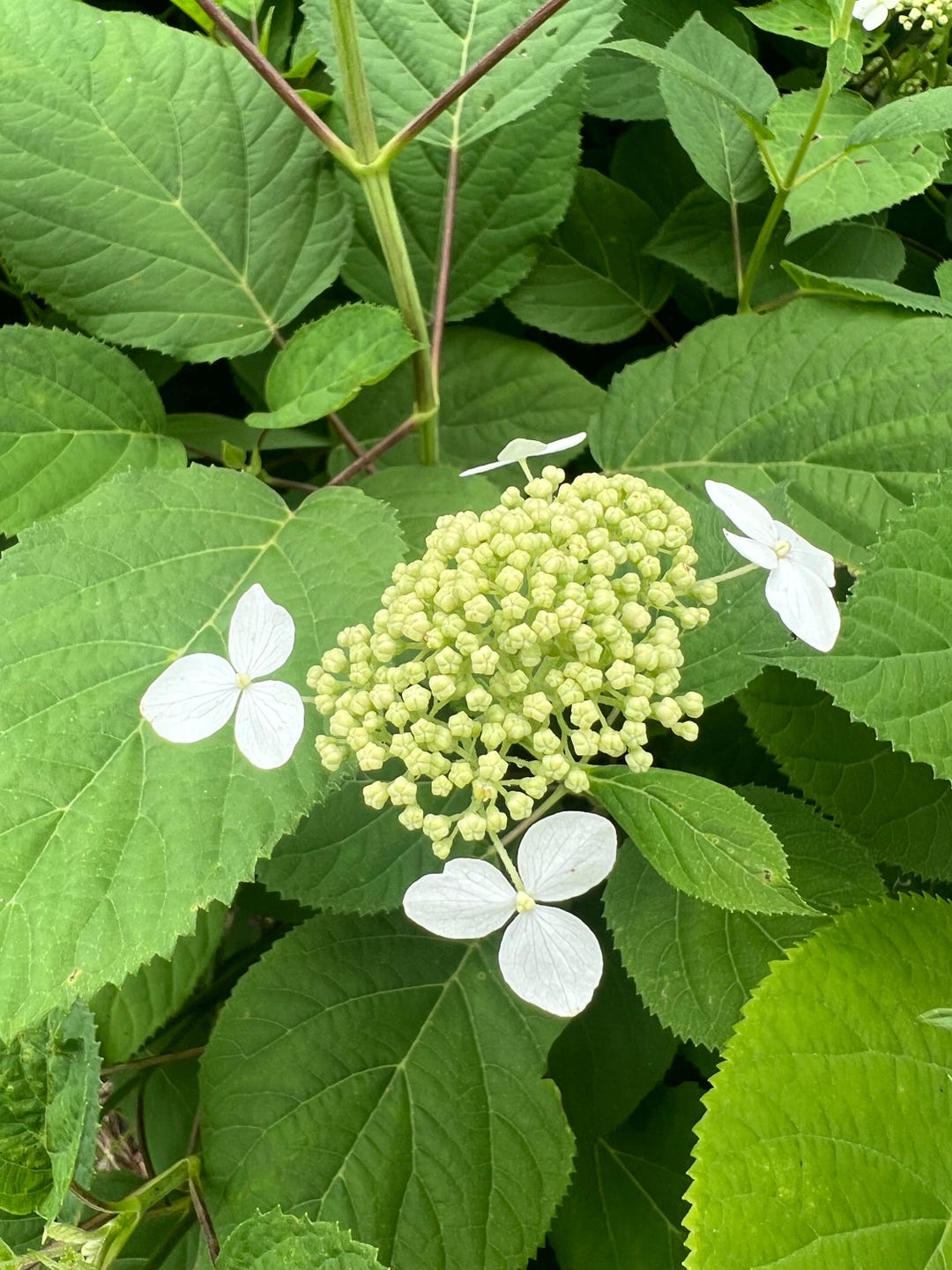 1 Live Plant, Wild Hydrangea, Hydrangea Arborescens, Smooth Hydrangea ...