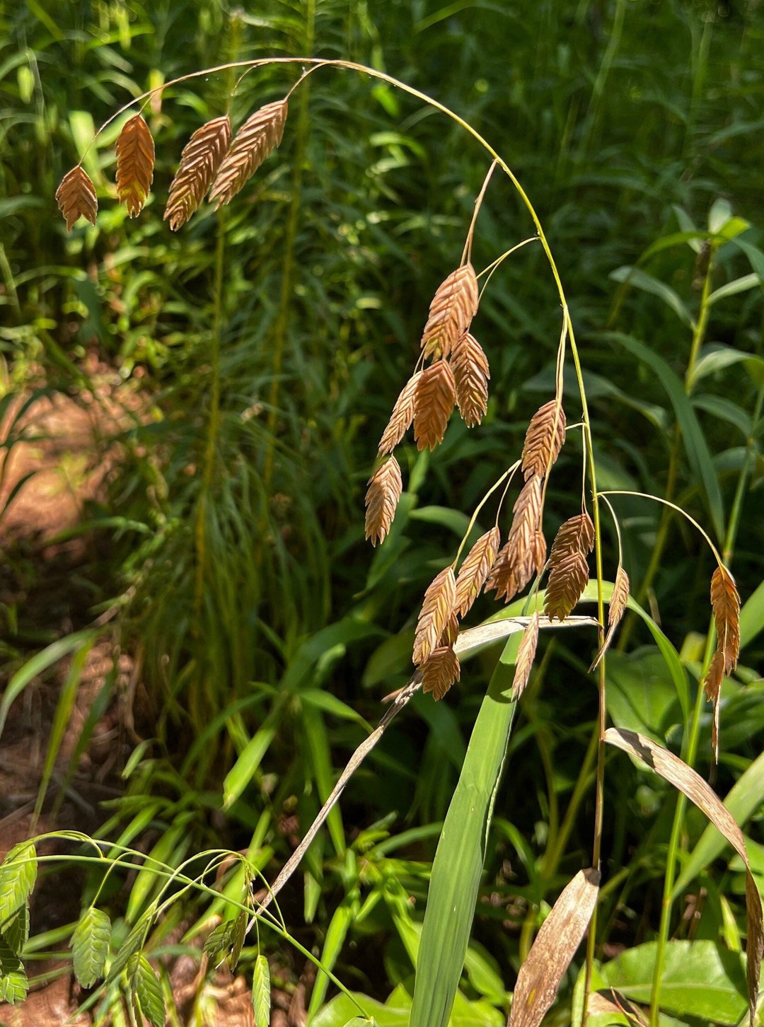 100+ Seeds, River Oats Seeds, Northern Sea Oats Seed, Inland Sea Oats ...