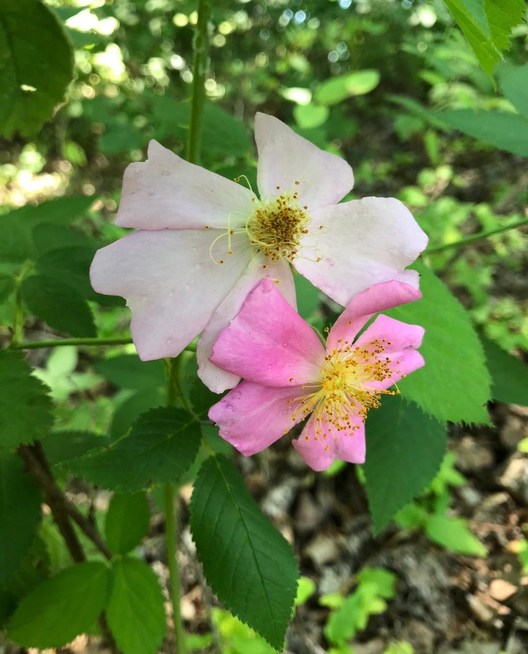 1 Live Plant, Illinois Rose, Prairie Rose, Rosa Setigera, 1st Year ...