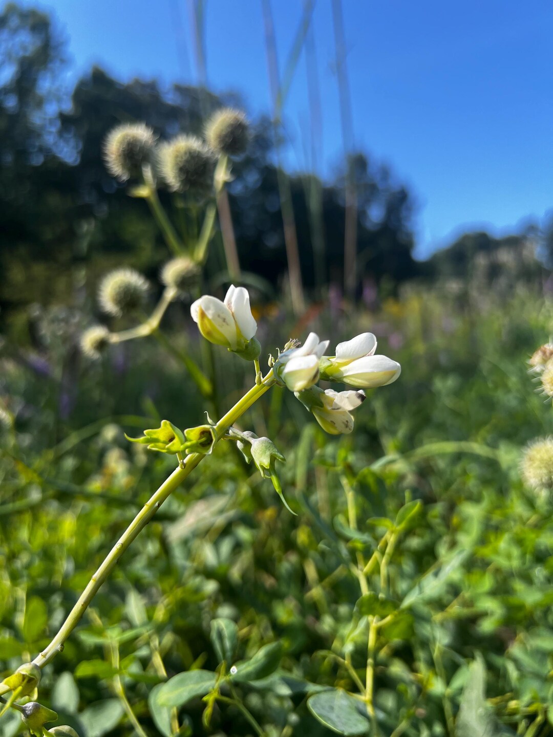 100+ Seeds, White Wild Indigo Seeds, White Baptisia Seeds, Baptisia ...