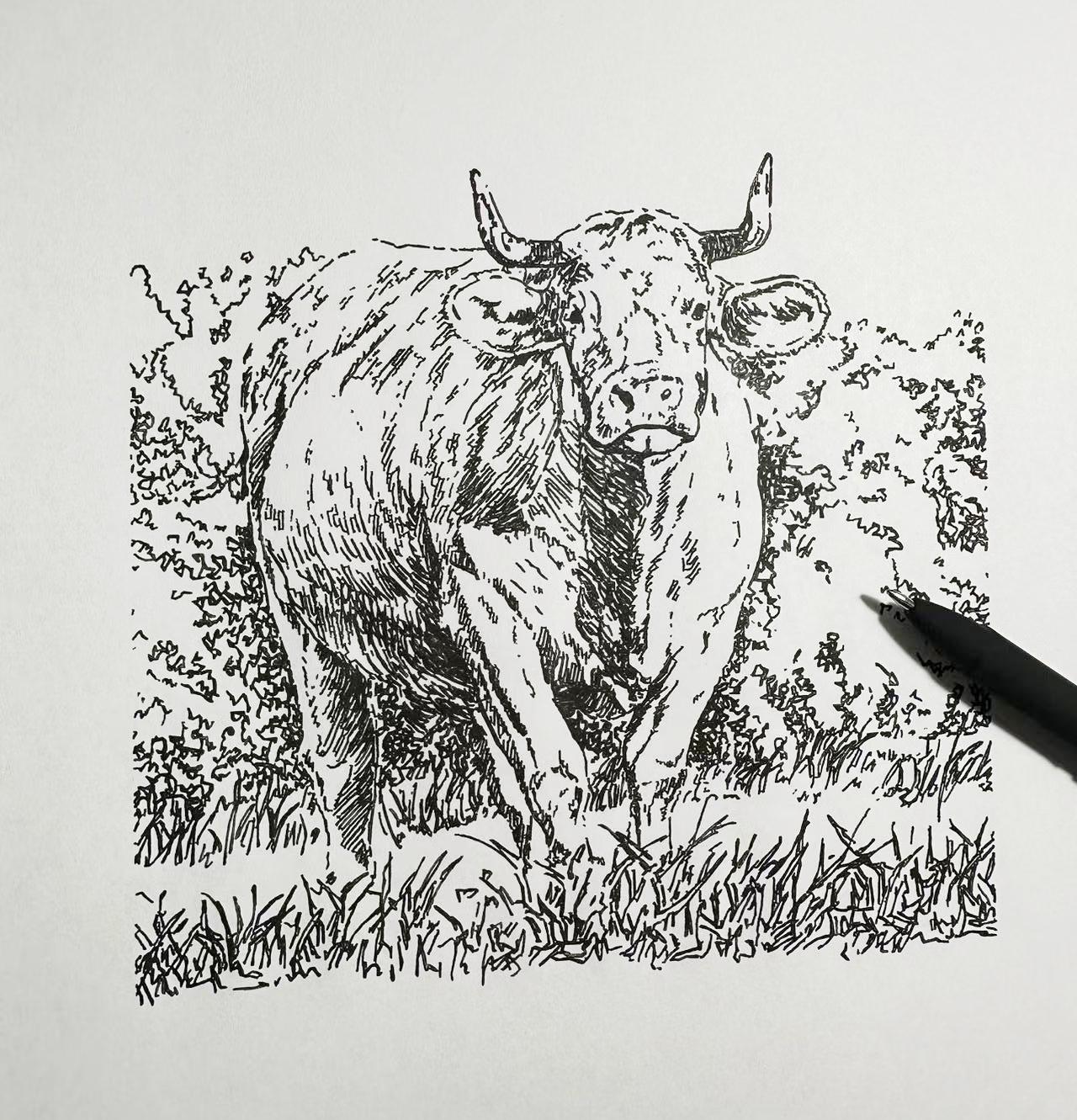 Hand Drawn (not a Print) Cow Line Art Framed Pen & Ink Art Drawing ...