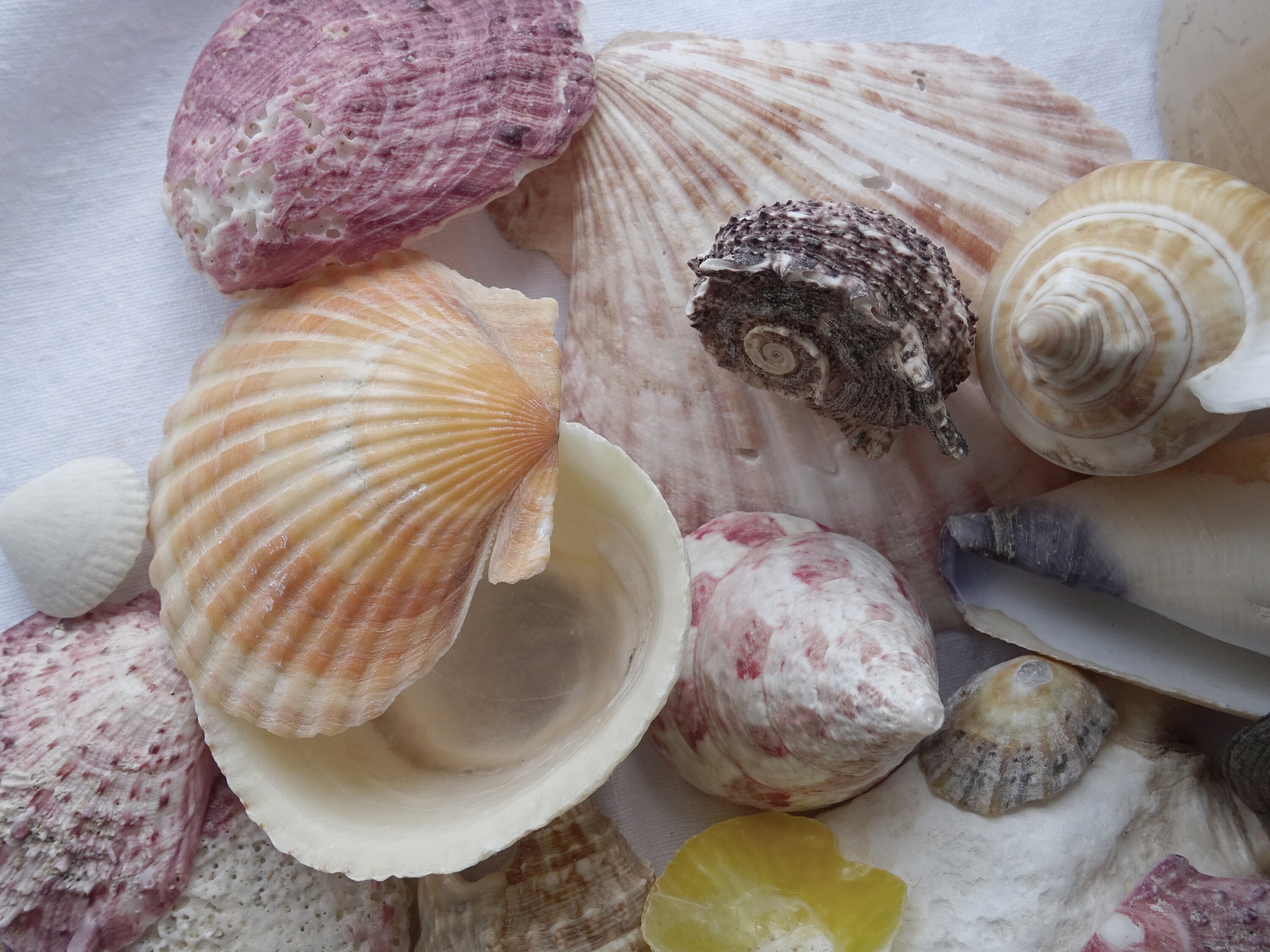 Colección de conchas de mar de época conchas de mar mixtas | Etsy
