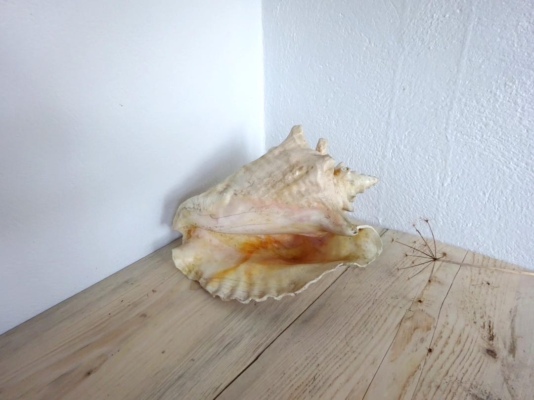Antique Huge Conch Shell Coastal Garden Ornament Indoor Gardening Very ...