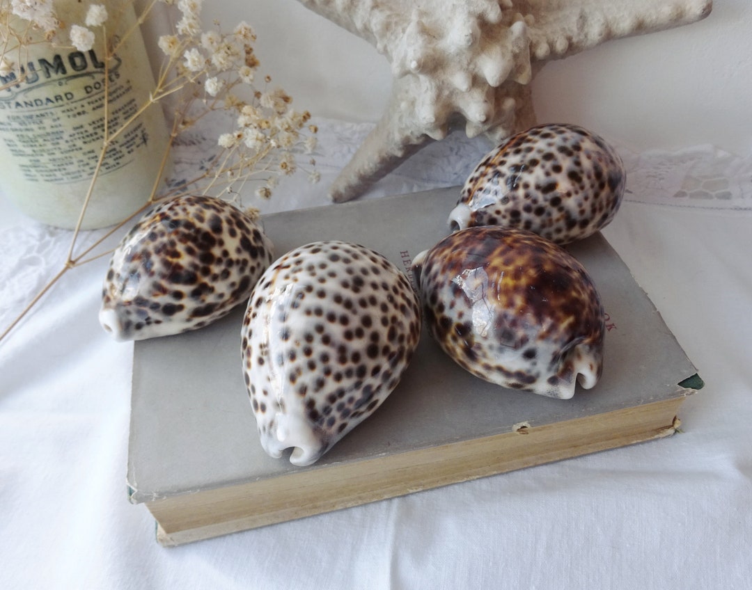 Vintage Tiger Cowrie Shell X 1 ~ Spotted Cowrie Shell Specimen ...