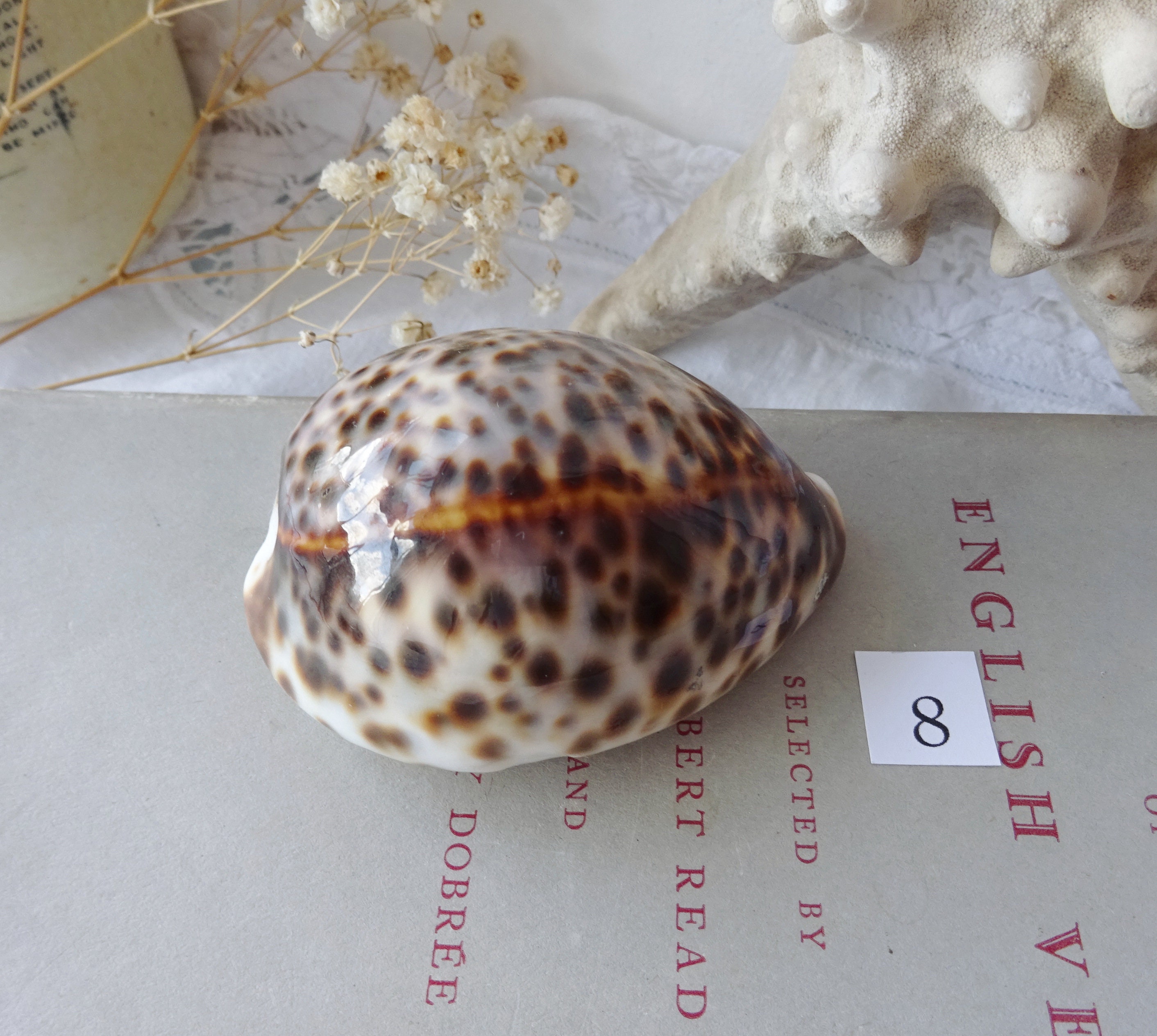 Vintage Tiger Cowrie Shell X 1 Spotted Cowrie Shell Specimen Natural ...