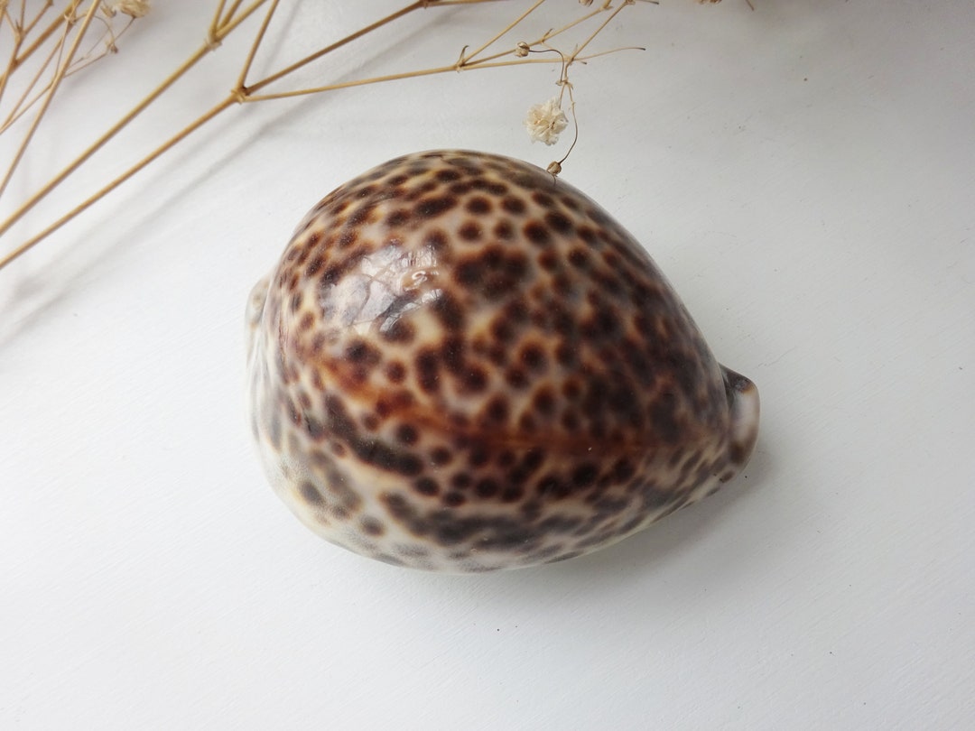 Vintage Tiger Cowrie Shell ~ Large Spotted Cowrie Shell Specimen ...