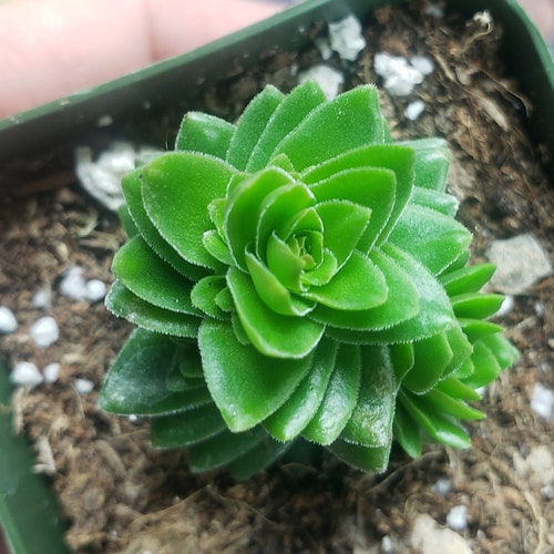 RARE Crassula Tabularis Pagoda Village Succulent Plant | Etsy