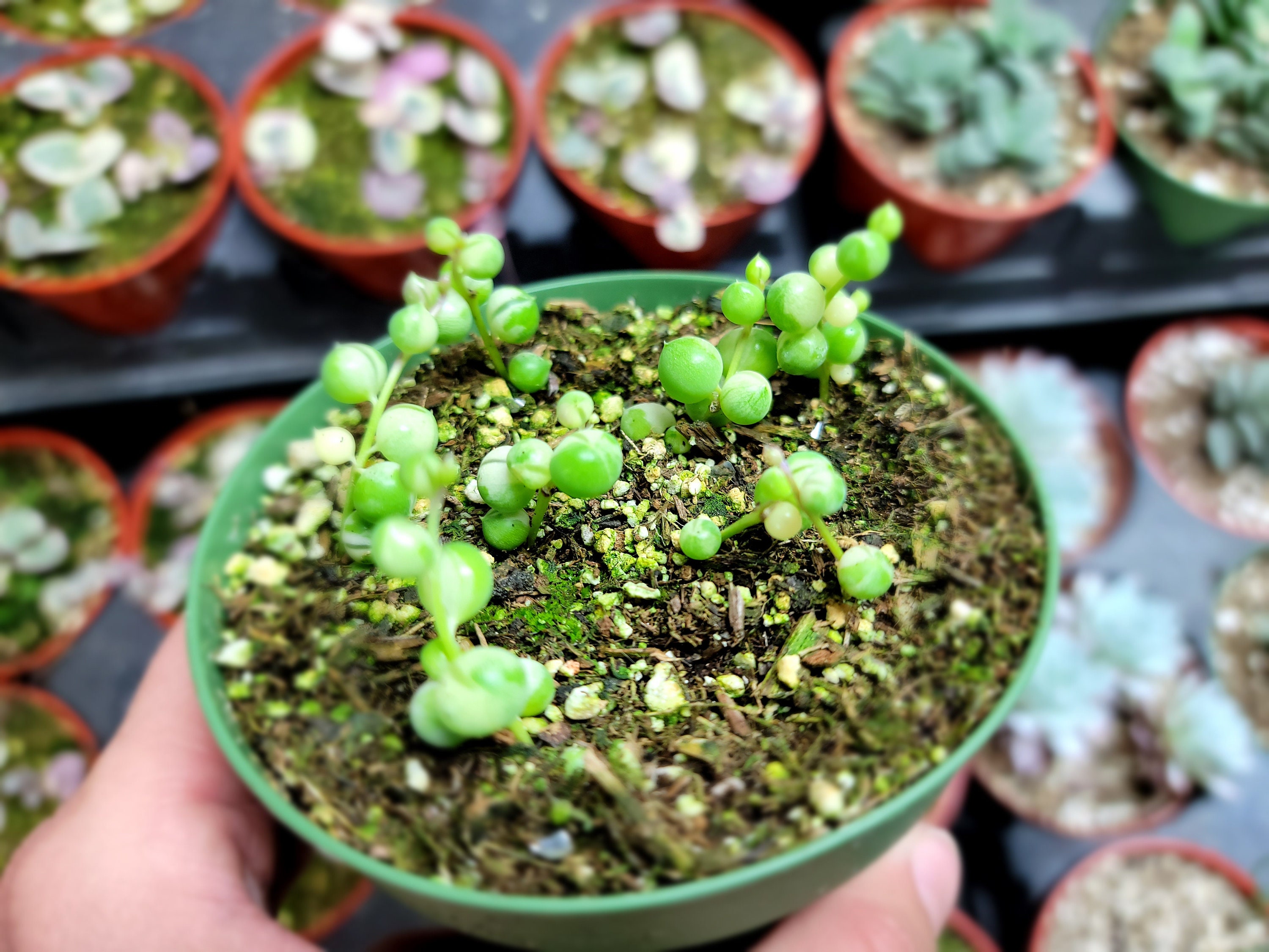 Cadena abigarrada de perlas Planta suculenta | Etsy