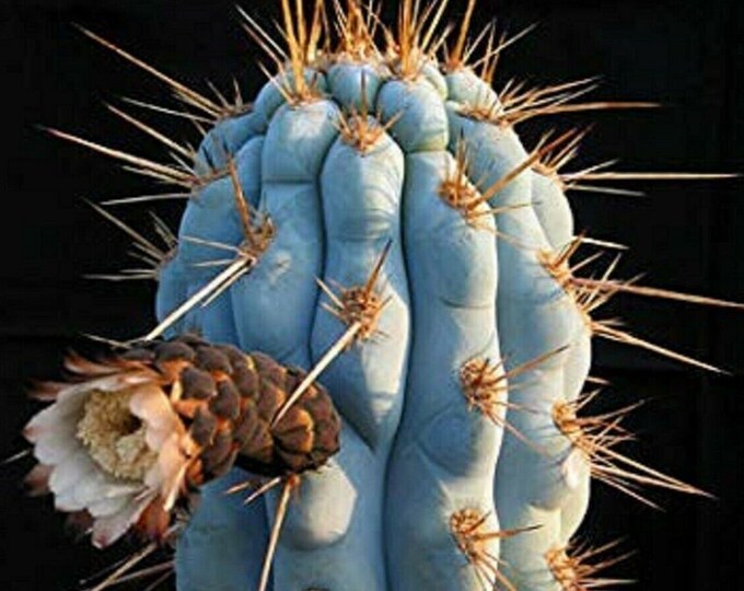 Browningia Hertlingiana, Azureocereus Hertlingianus, Blue Cereus ...