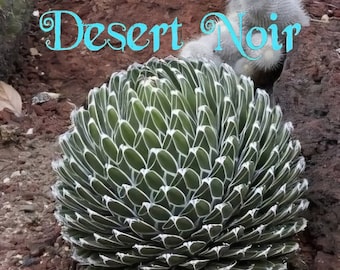 Variegated Queen Victoria Agave Pups-cuttings Royal Agave Agave ...