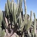 Stenocereus Pruinosus, Gray Ghost Organ Pipe, Cactus, Succulent, Live ...