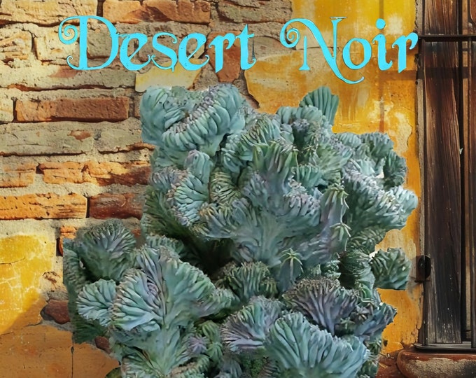 Dinosaur Back, Myrtillocactus Geometrizans F. Cristata, Cactus ...