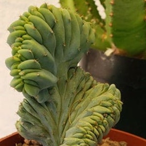 Dinosaur Back (myrtillocactus Geometrizans F. Cristata), Crested Cactus ...