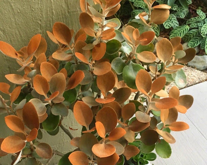 Copper Spoons, Kalanchoe Orgyalis, Succulent, Live Plant - Etsy