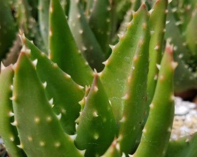 Gold Tooth Aloe, Aloe Nobilis, Cactus, Succulent, Aloe, Live Plant - Etsy