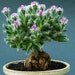 Trichodiadema Densum Mini Desert Rose - Etsy