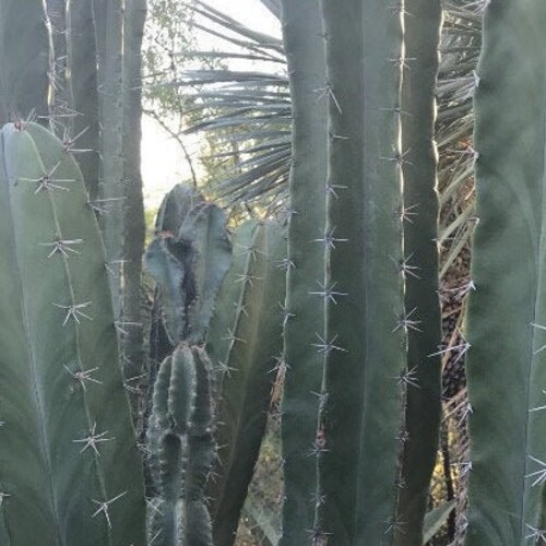 Stenocereus Pruinosus Gray Ghost Organ Pipe Cactus | Etsy