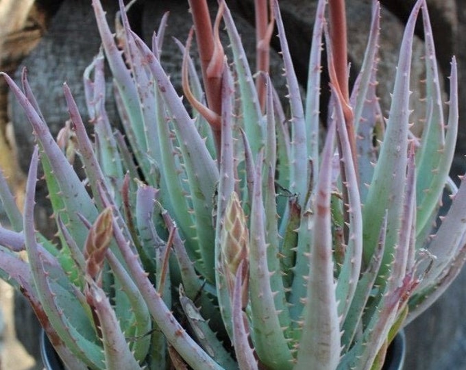 Aloe Divaricata Diablo mr. Toothy Aloe, Brilliant Red Teeth at the ...