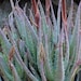 Blue Elf Aloe, Aloe, Cactus, Succulent, Live Plant - Etsy