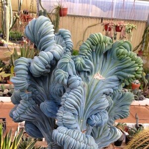 Dinosaur Back Myrtillocactus Geometrizans F. Cristata - Etsy