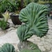 Dinosaur Back (myrtillocactus Geometrizans F. Cristata), Crested Cactus ...
