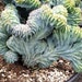 Dinosaur Back (myrtillocactus Geometrizans F. Cristata), Crested Cactus ...