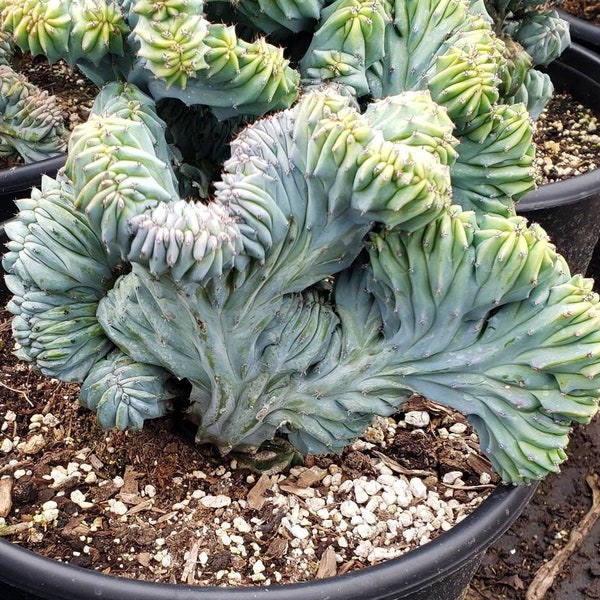 Blue Crested Cactus - Etsy