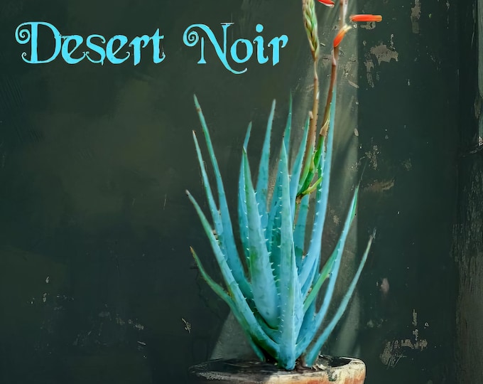 Blue Elf Aloe, Aloe, Cactus, Succulent, Live Plant - Etsy