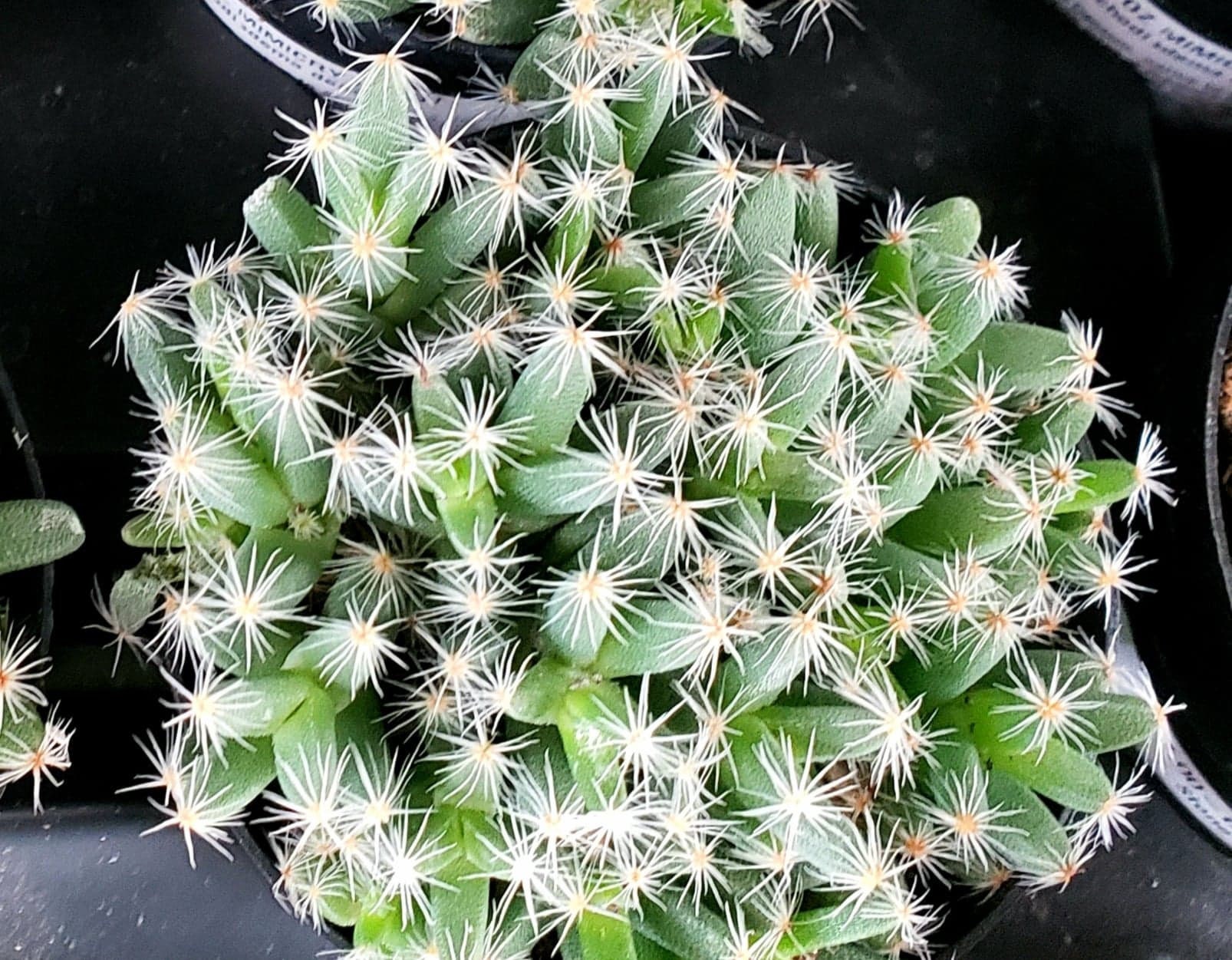 Trichodiadema Densum Mini Desert Rose - Etsy