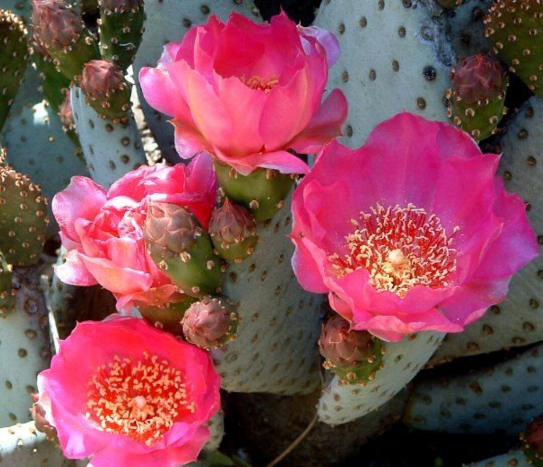 Baby Beaver Tails, Opuntia Basilaris 'caudata', RARE, Cactus, Succulent ...