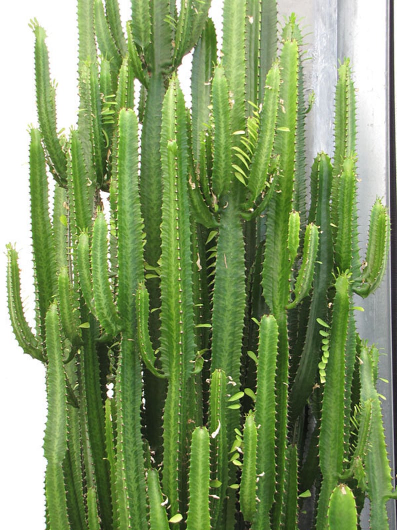 Trigona Rubra, Trigona Green, African Milk Tree, Cactus, Succulent ...