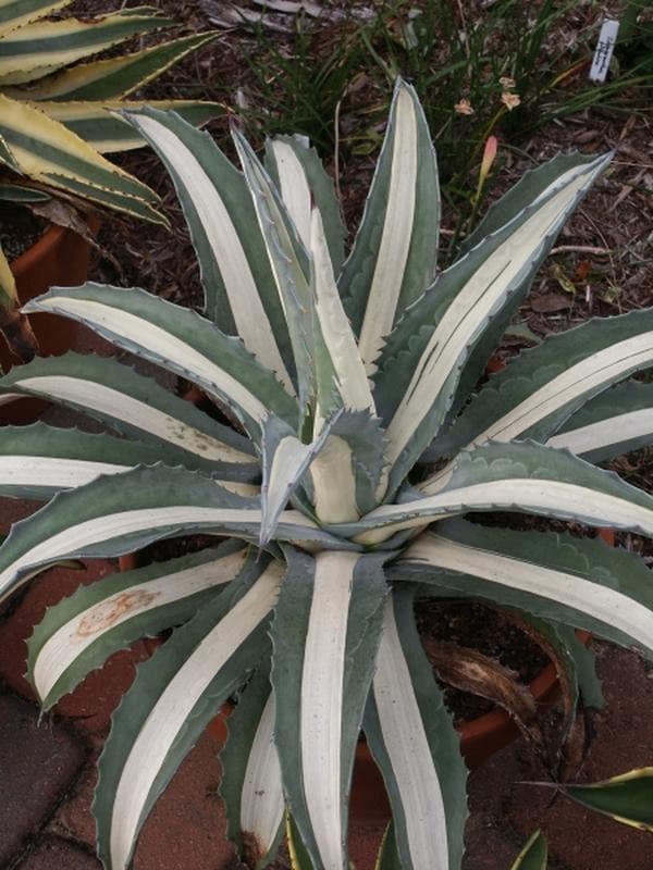 Rare White Stripe Agave Americana Mediopicta 'alba' - Live Succulent - Etsy