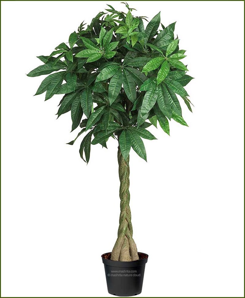 Pachira Pachira Aquatica Money Tree Live Plant | Etsy
