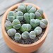 Lithops, Succulent, Cactus, LIVE PLANT - Etsy