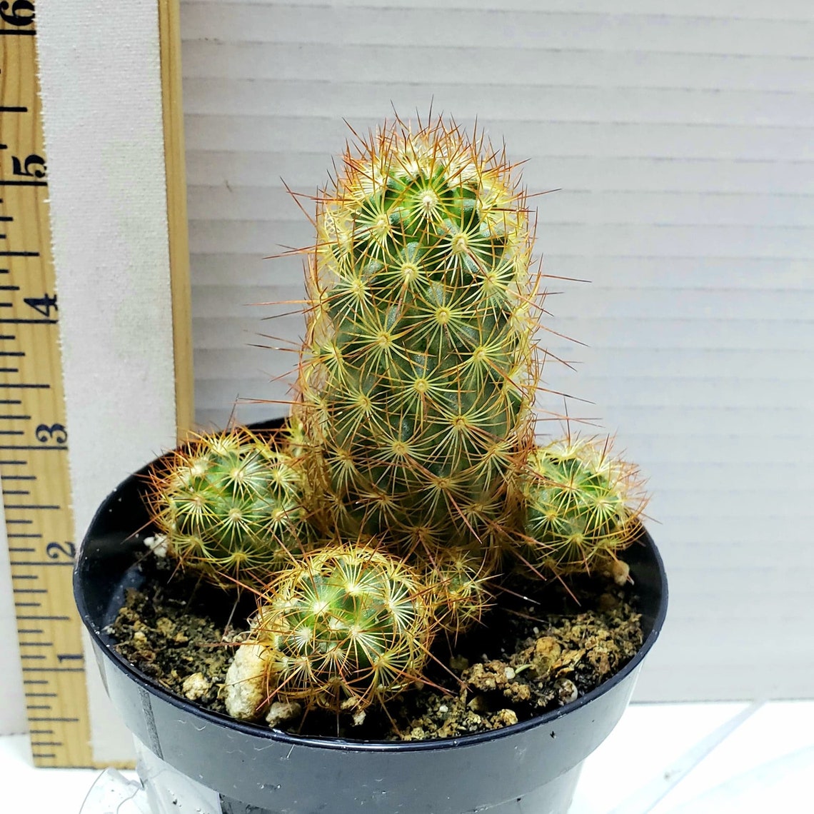 Copper King Cactus Mammillaria elongata the gold lace cactus | Etsy