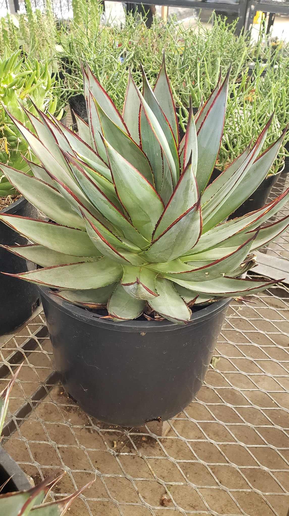 Blue Glow Agave A. Attenuata X A. Ocahui Agave Cactus - Etsy