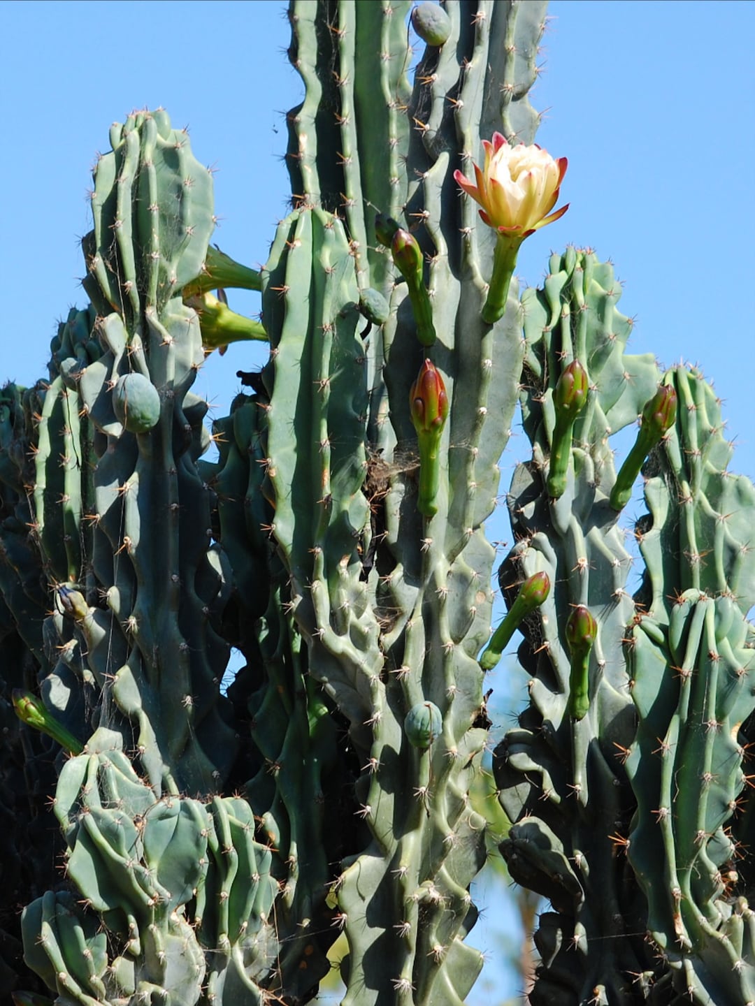Cereus Peruvianus Monstrose Moon Blooming Cactus Flower - Etsy
