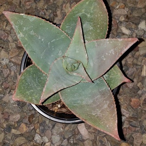 Aloe Striata, Ghost Aloe, Aloe, Cactus, Succulent, Live Plant - Etsy