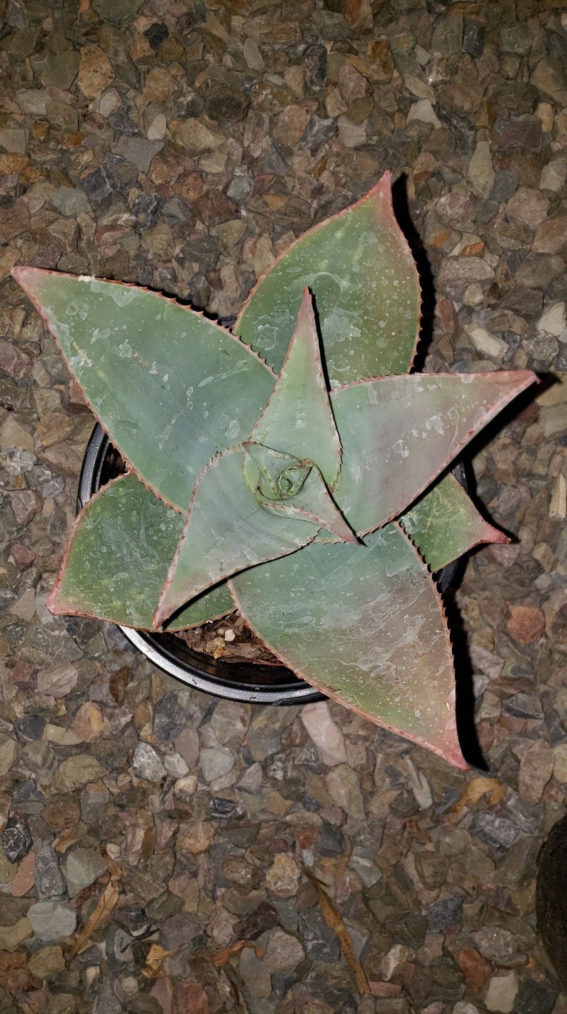 Aloe Striata Ghost Aloe Aloe Cactus Succulent Live Plant | Etsy