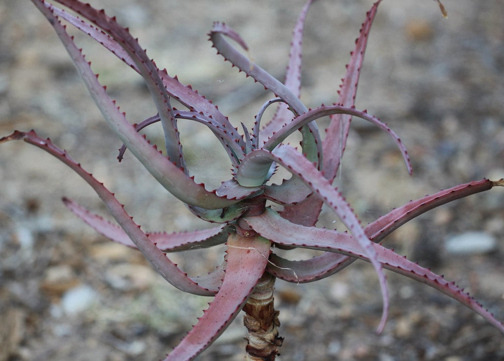 Aloe Divaricata, Aloe Diablo, Devils Aloe, Succulent, Cactus, Live ...
