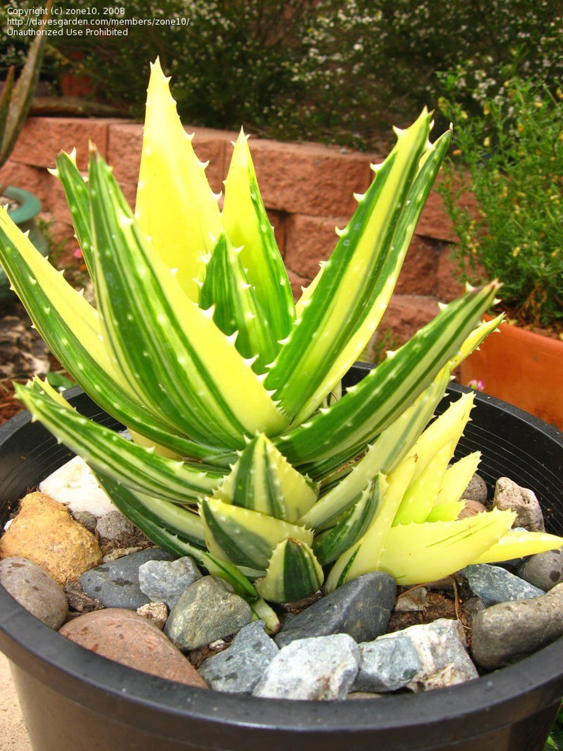 Variegated Gold Tooth Aloe ALOE NOBILIS VARIEGATA Gold Tooth - Etsy