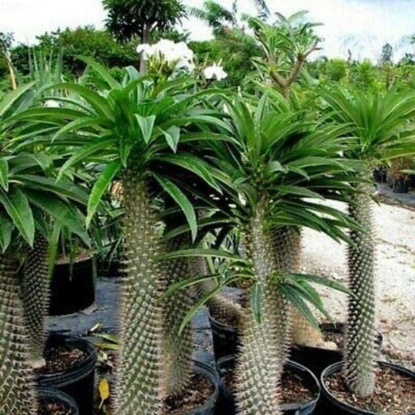 Madagascar Palm - Etsy