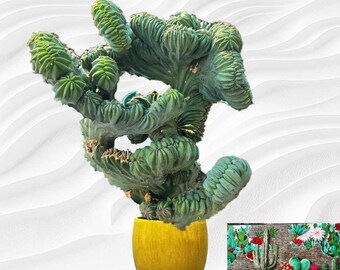 Grafted Myrtillocactus Geometrizans Strictum Cristata, Crested Blue ...