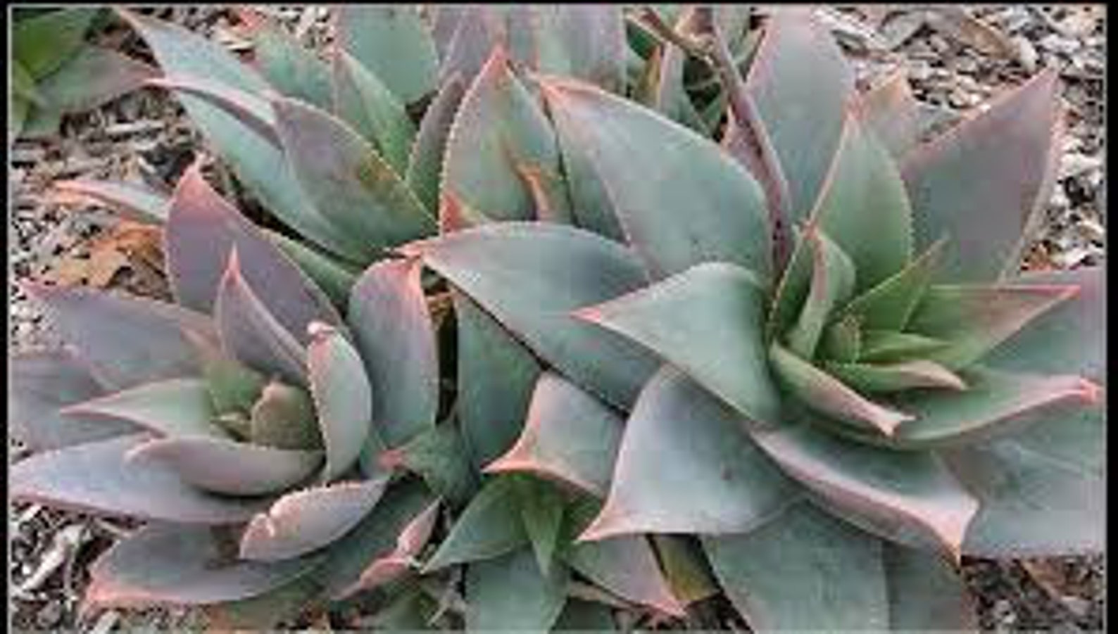 Aloe Striata Ghost Aloe Aloe Cactus Succulent Live Plant Etsy