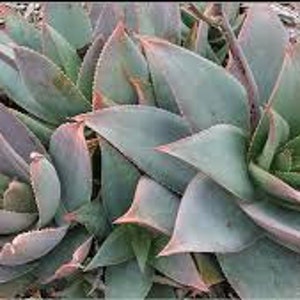 Aloe Striata, Ghost Aloe, Aloe, Cactus, Succulent, Live Plant - Etsy