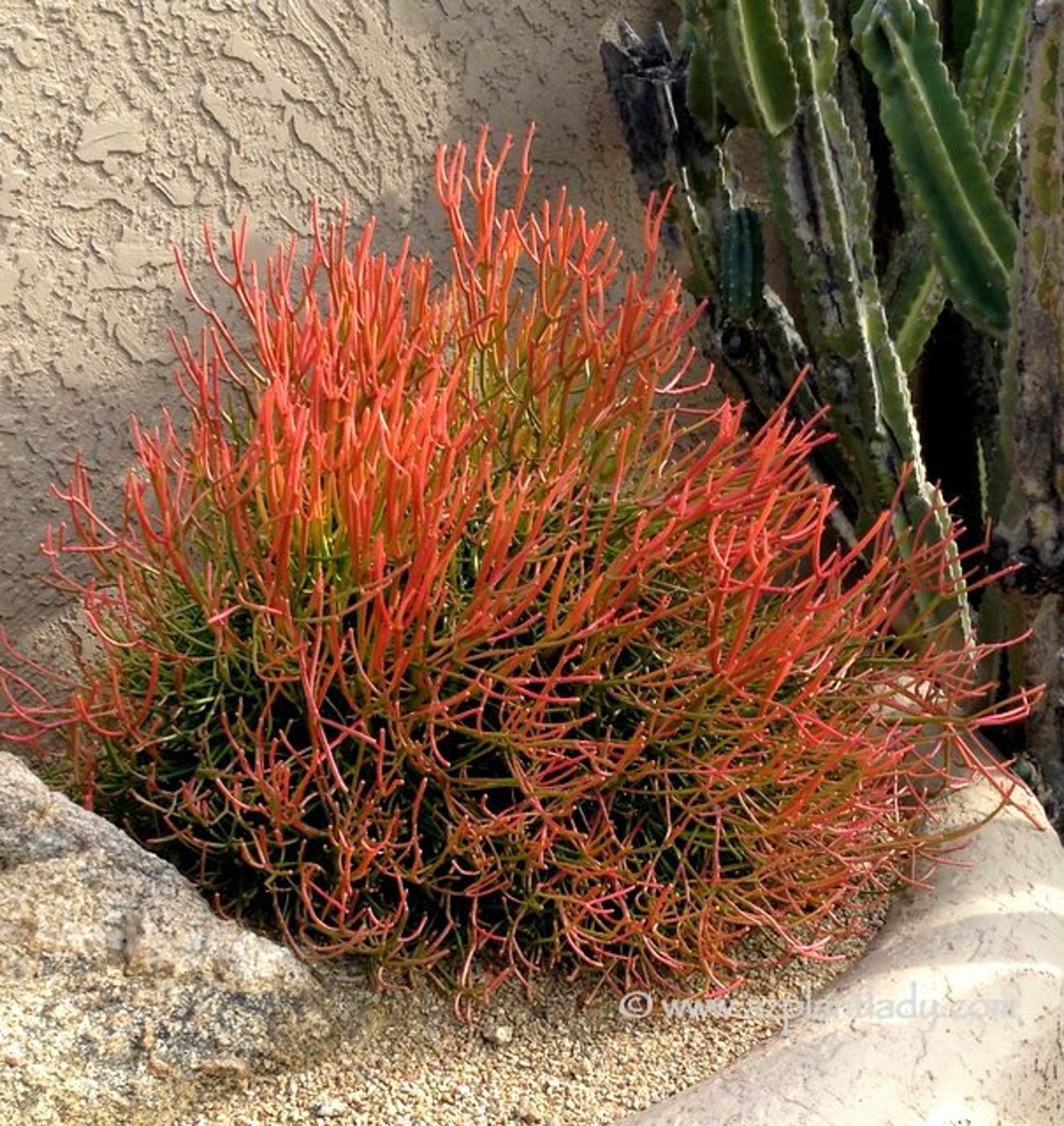 Firestick Plant Pencil Cactus Tirucalli Firestick Cactus - Etsy